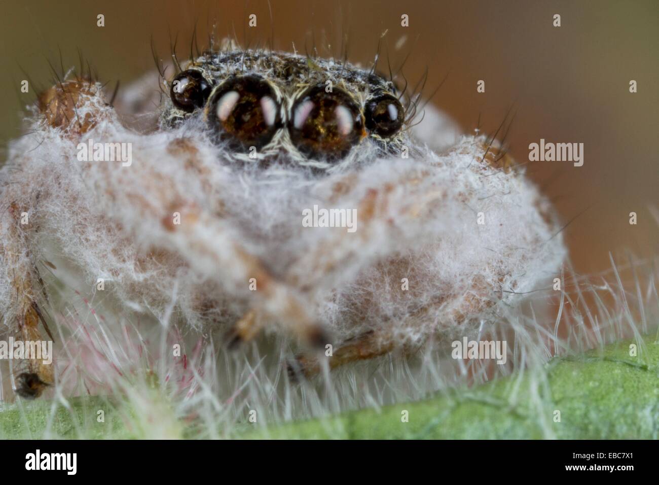Dead jumping spider. Image taken at Kampung Skudup, Sarawak, Malaysia ...
