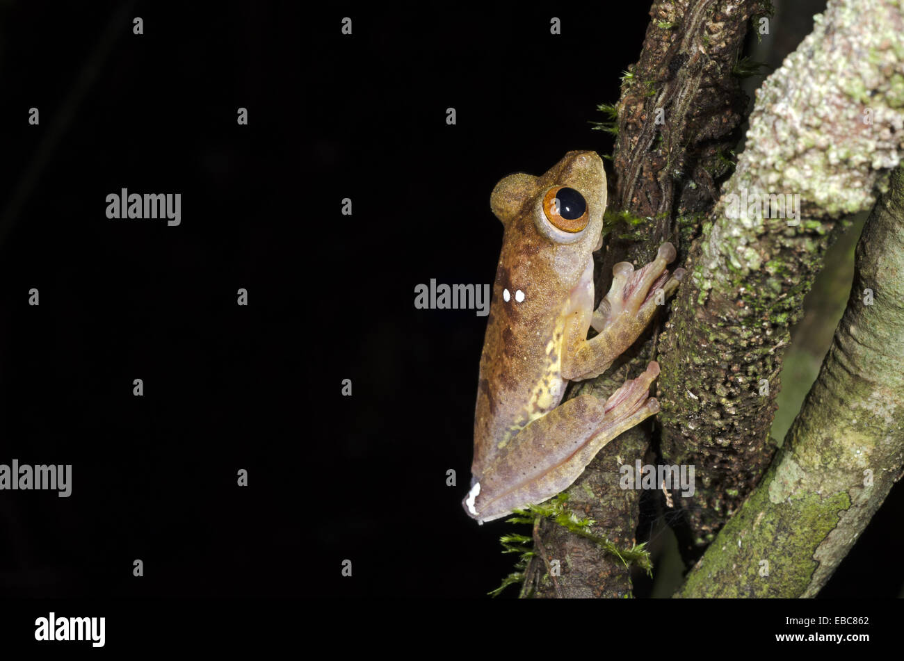 Harlequin flying treefrog hi-res stock photography and images - Alamy