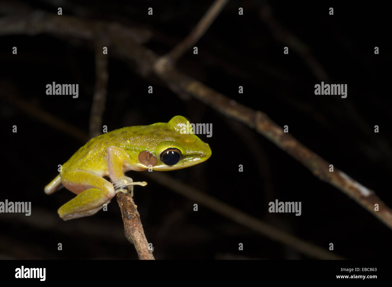 Raniceps image hi-res stock photography and images - Alamy