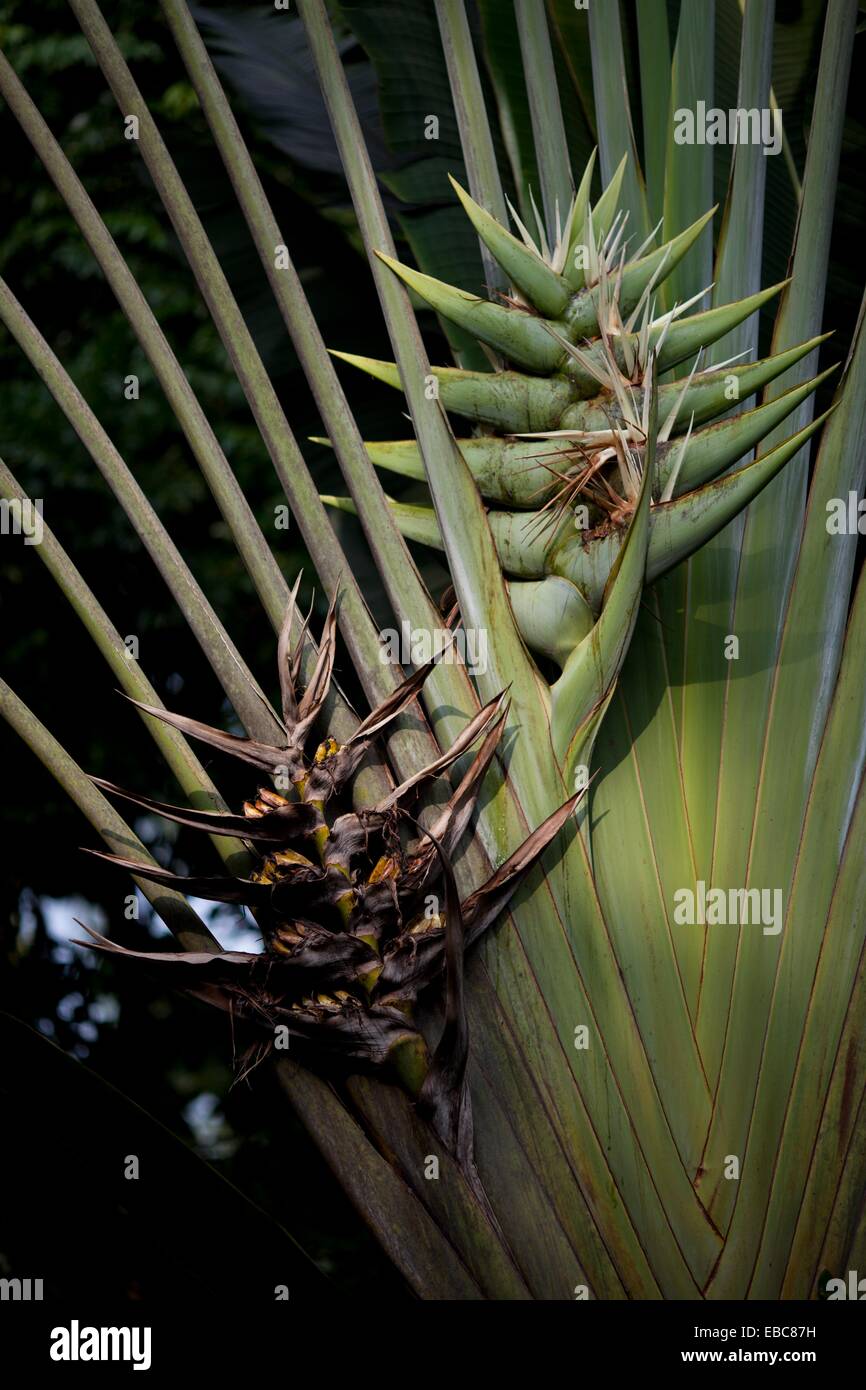 Palm trees at Tianya rain forest park, Hainan Island, China Stock Photo ...