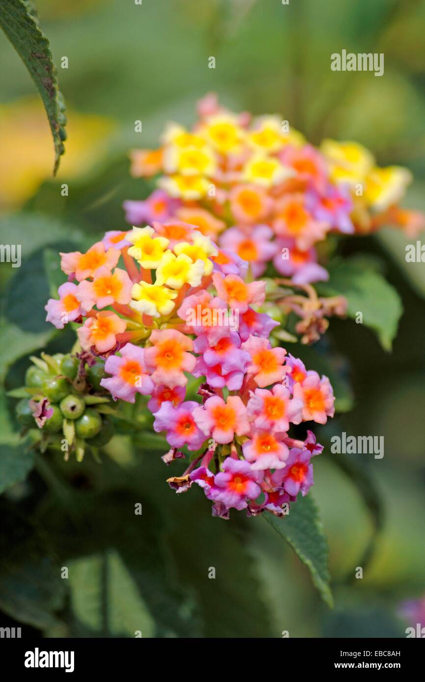Lantana, Lantana camara var aculeata Stock Photo - Alamy