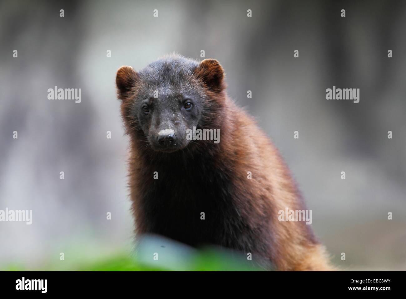 Wolverine captive Stockholm Sweden Stock Photo - Alamy