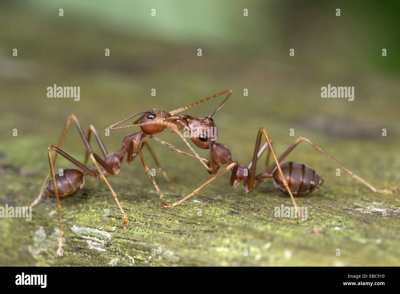 Image of red ants hi-res stock photography and images - Alamy
