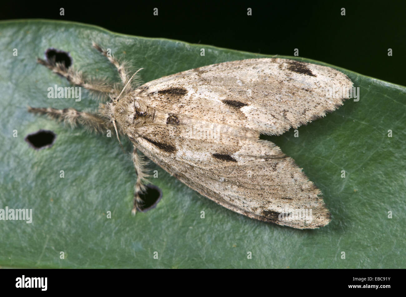 Malaysia moth hi-res stock photography and images - Alamy