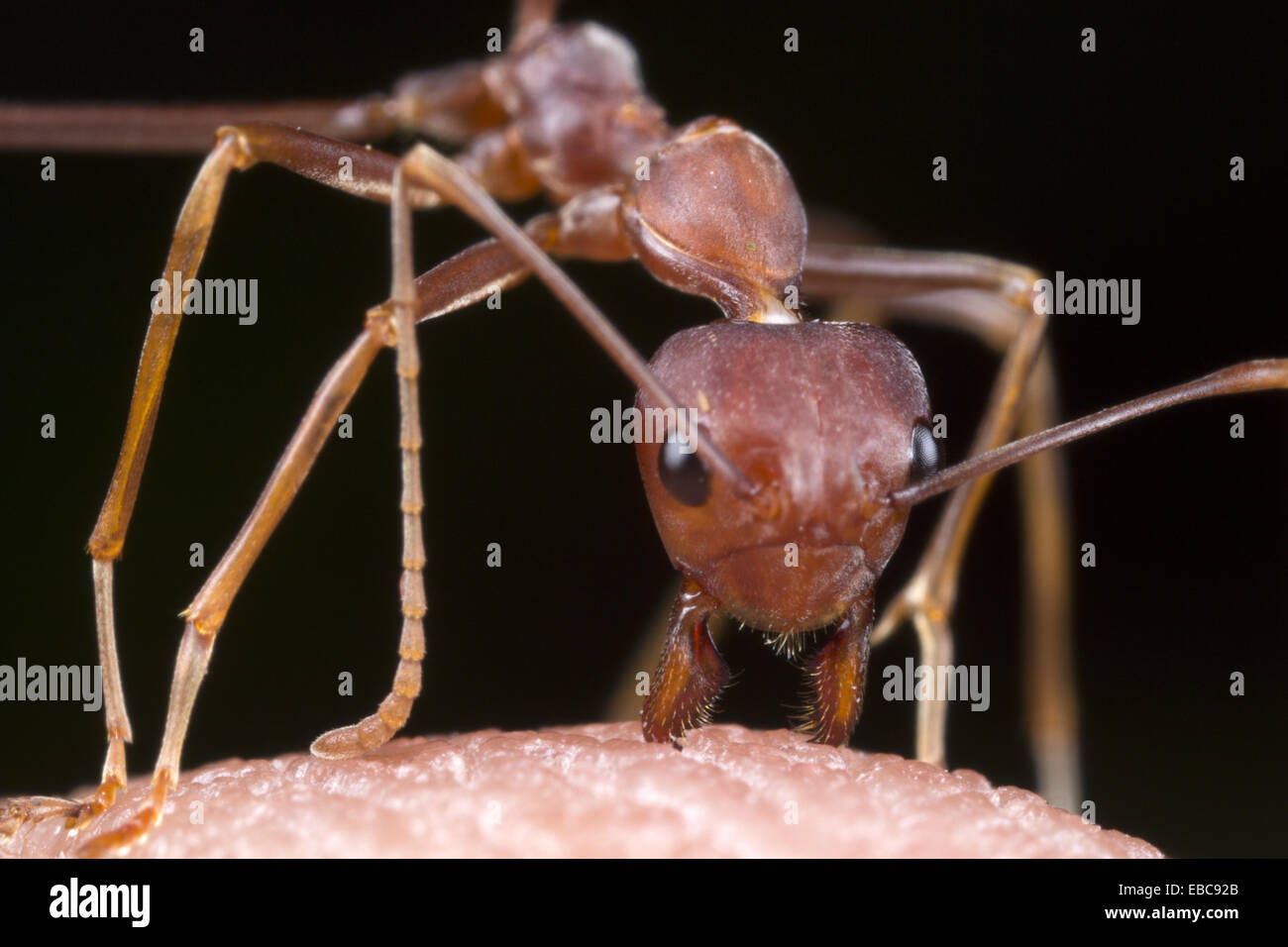 Ant Bites Skin High Resolution Stock Photography and Images - Alamy