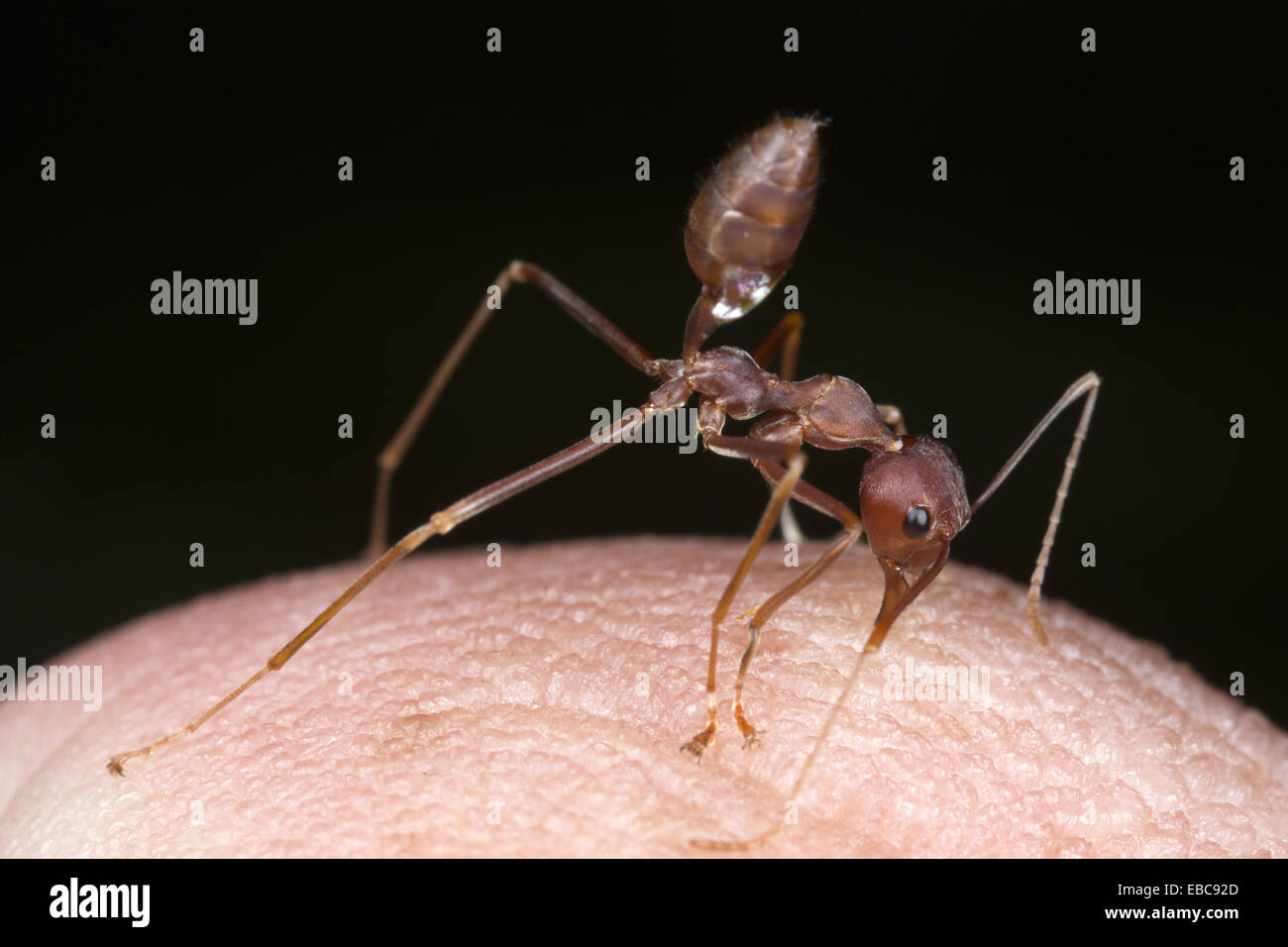 Ant Bites Skin High Resolution Stock Photography and Images - Alamy