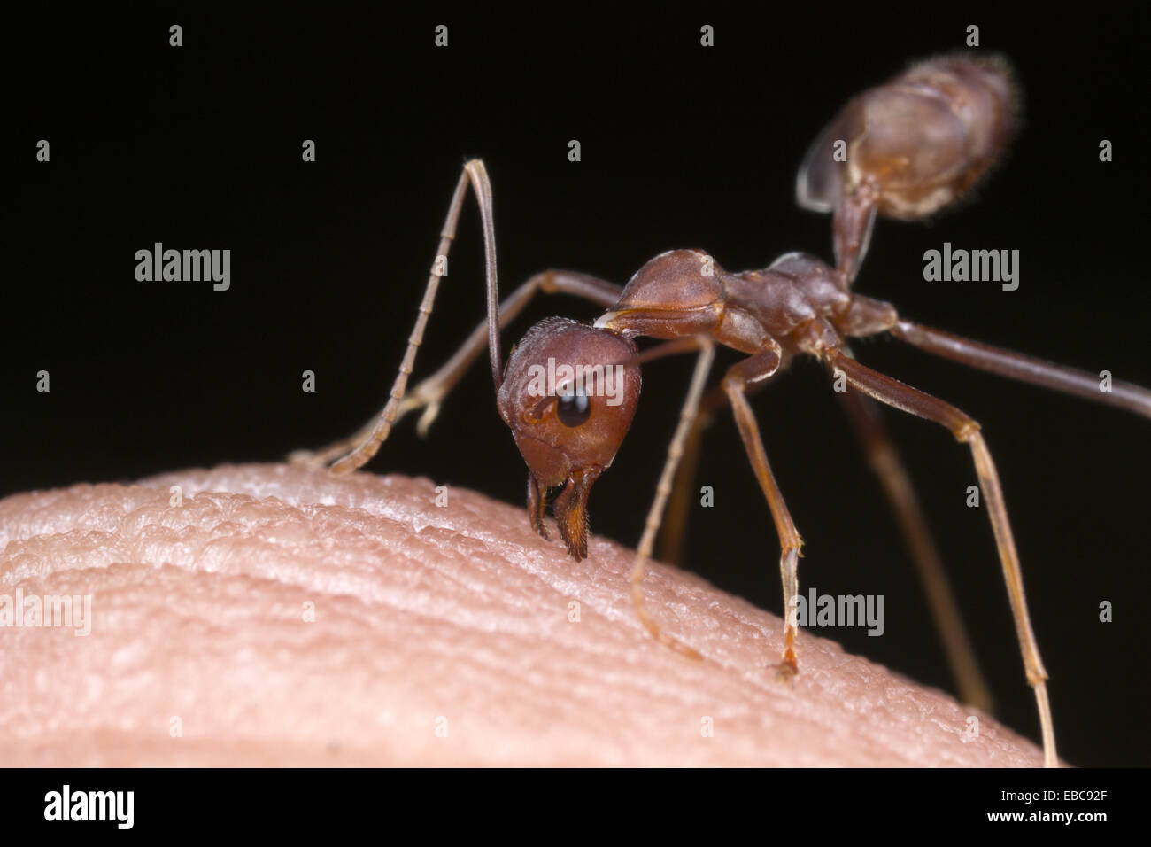 Tiny Ant Bites