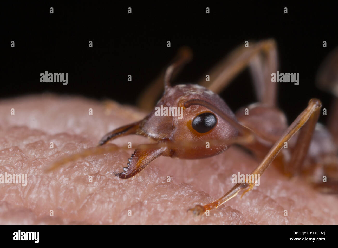 Ant Bites Skin High Resolution Stock Photography and Images - Alamy