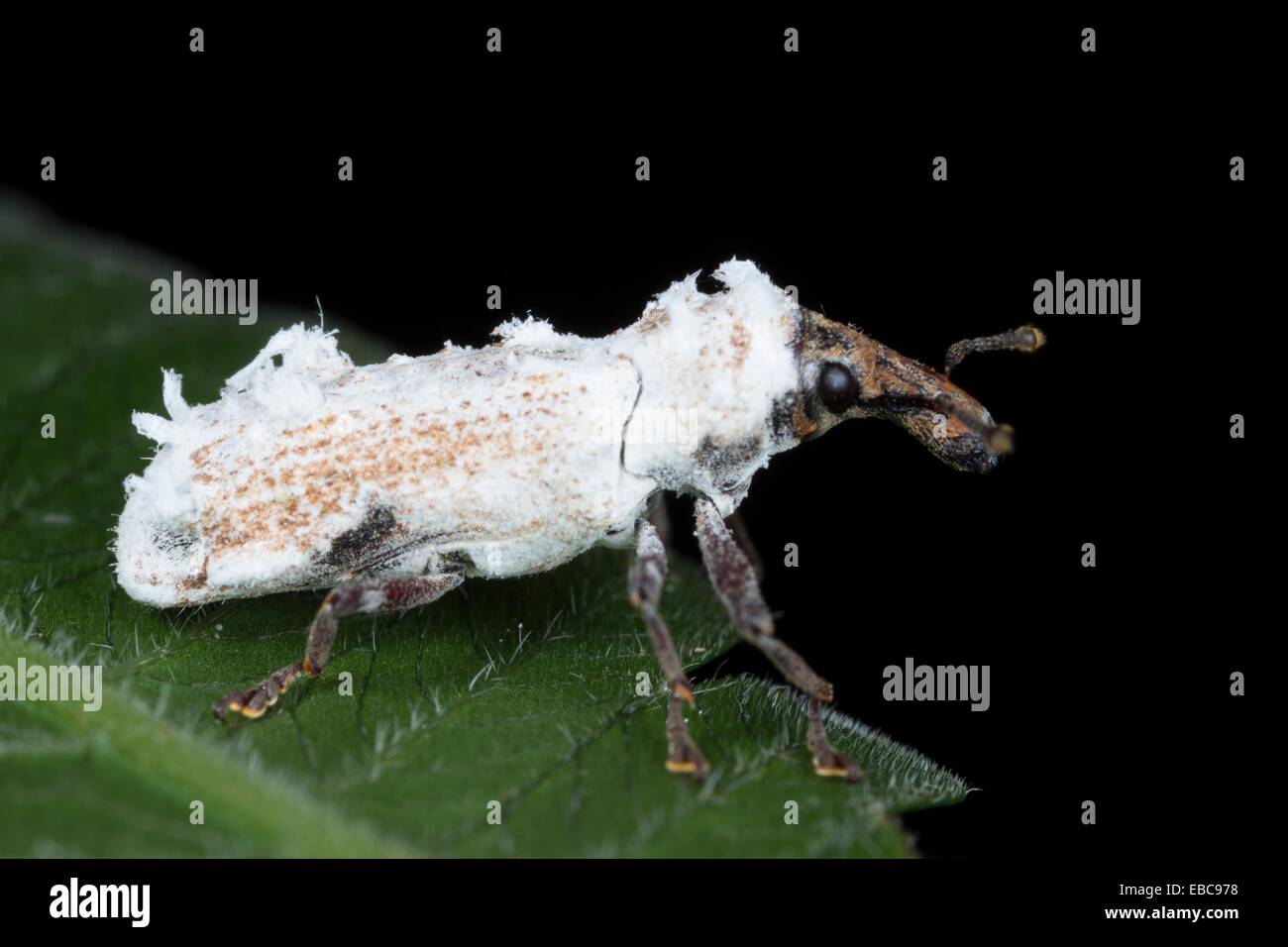 Long horned weevil hi-res stock photography and images - Alamy