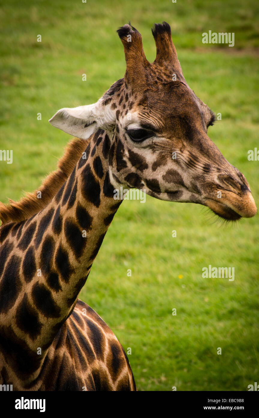 A portrait photograph of a Giraffe Stock Photo - Alamy