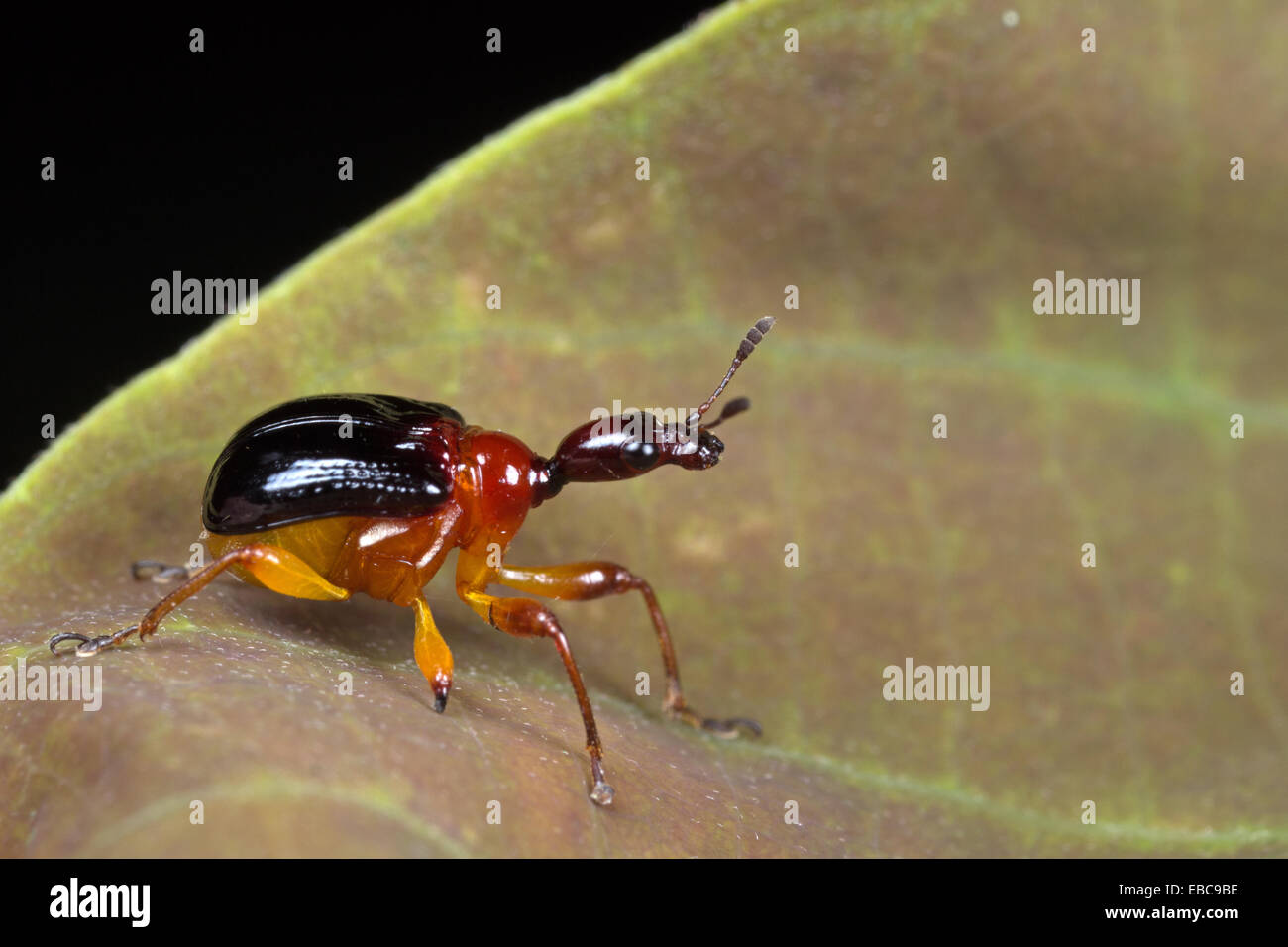 Giraffe Beetle Stock Photos & Giraffe Beetle Stock Images - Alamy