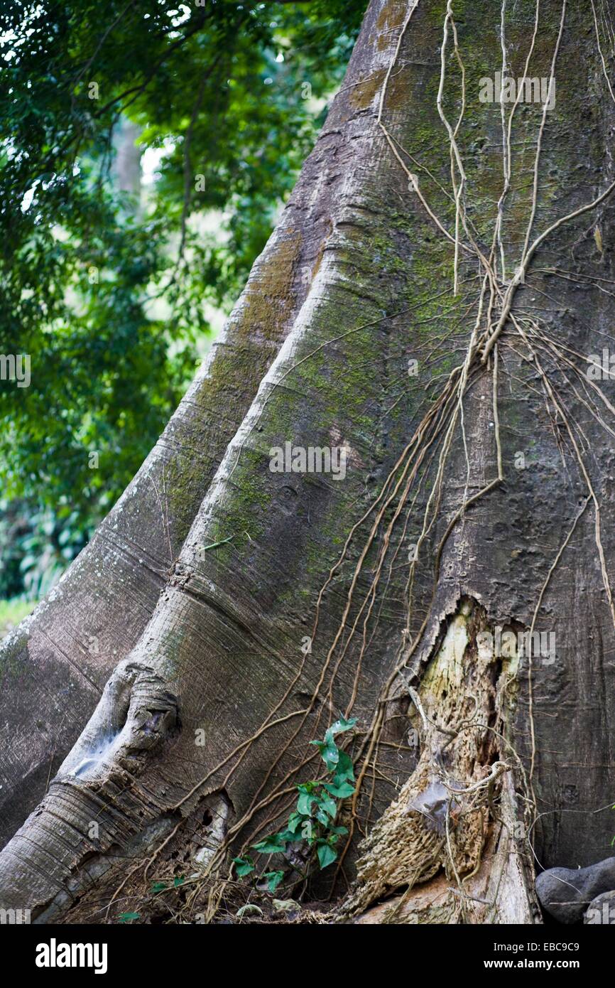 Ceiba tree sacred hi-res stock photography and images - Alamy