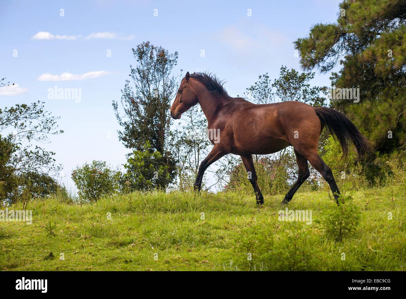 Stalion hi-res stock photography and images - Alamy