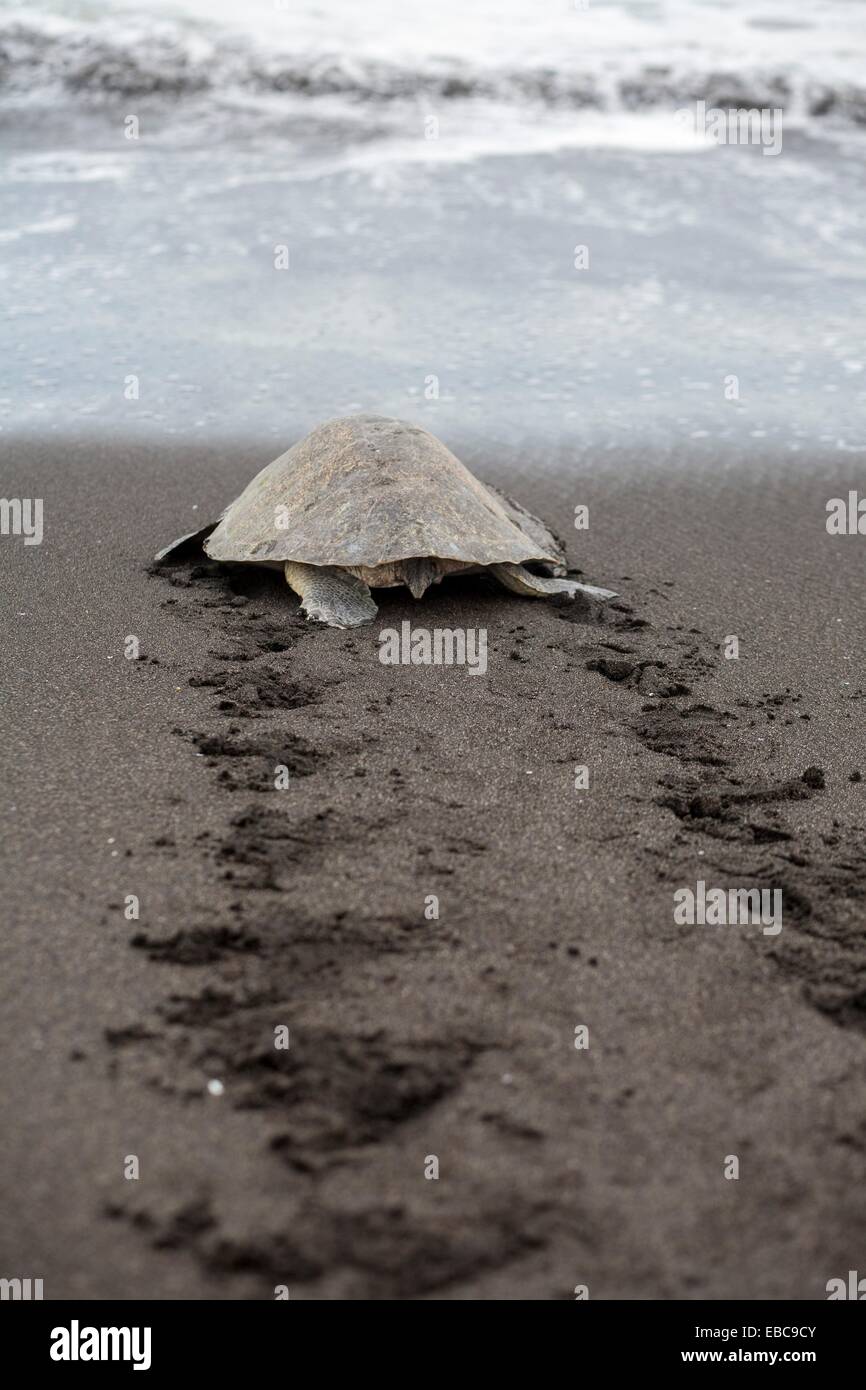 Greenback turtle hi-res stock photography and images - Alamy
