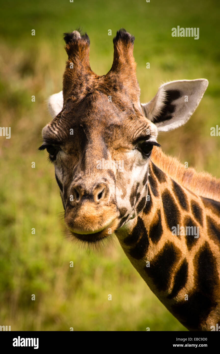 A portrait photograph of a Giraffe Stock Photo - Alamy