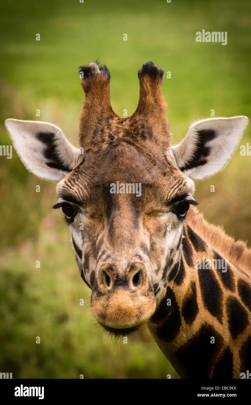 A portrait photograph of a Giraffe Stock Photo - Alamy
