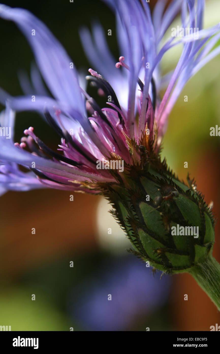 Centaurea Azul Ana Centaurea Species Hi Res Stock Photography And
