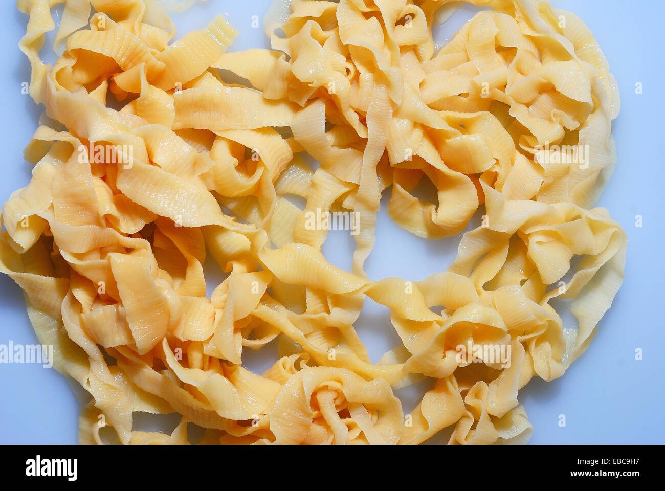 Beef Tapeworm Taenia Saginata High Resolution Stock Photography and ...