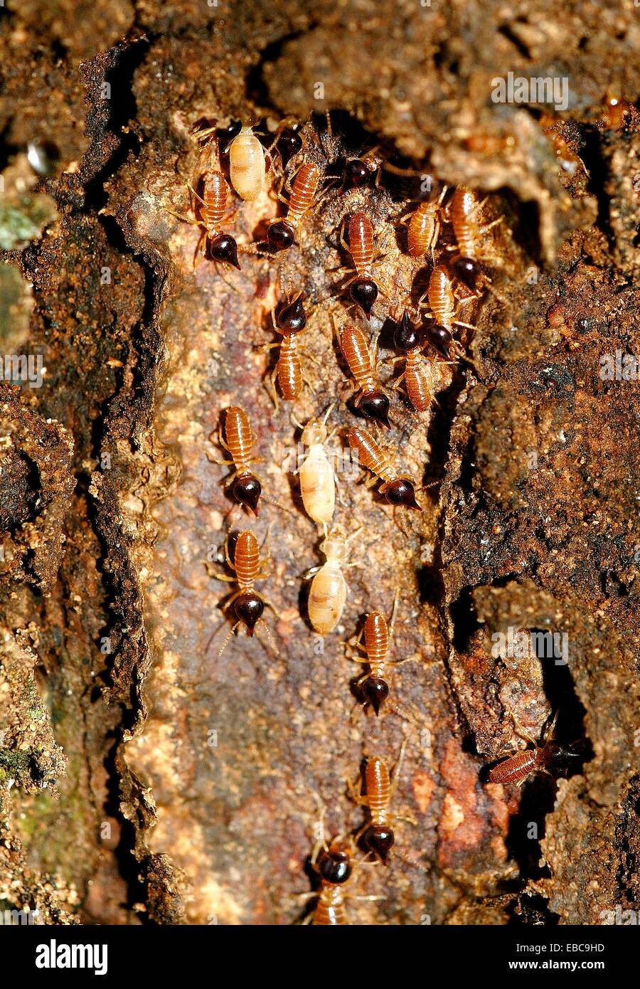 Soldier Termites High Resolution Stock Photography and Images - Alamy