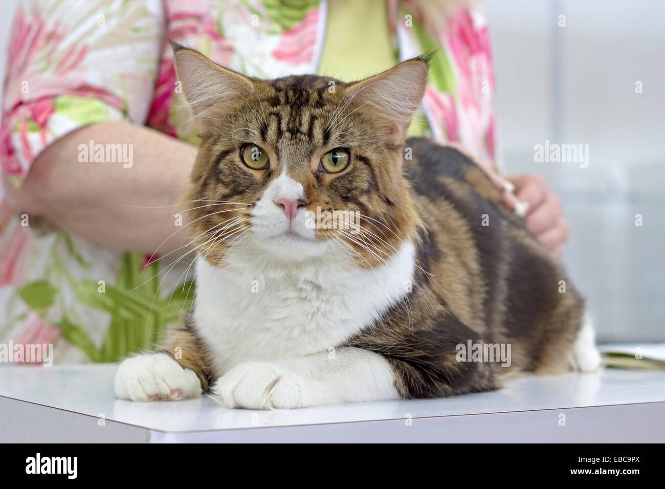 American cat outdoors hi-res stock photography and images - Alamy