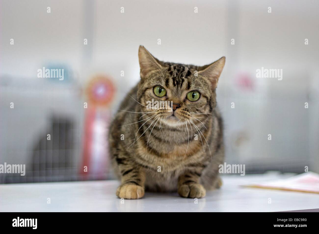 American cat outdoors hi-res stock photography and images - Alamy