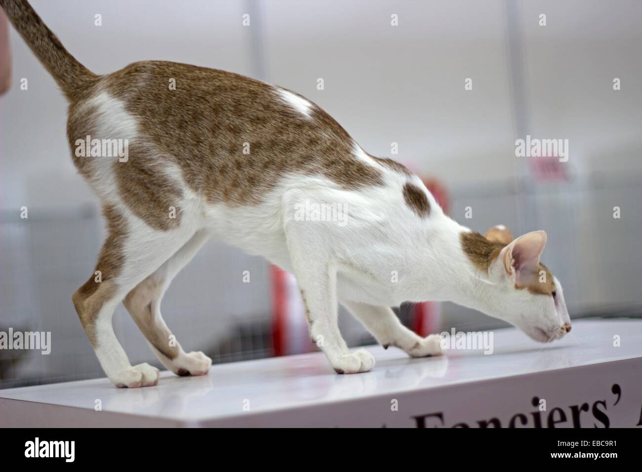 Oriental shorthair baby cat hi-res stock photography and images - Alamy