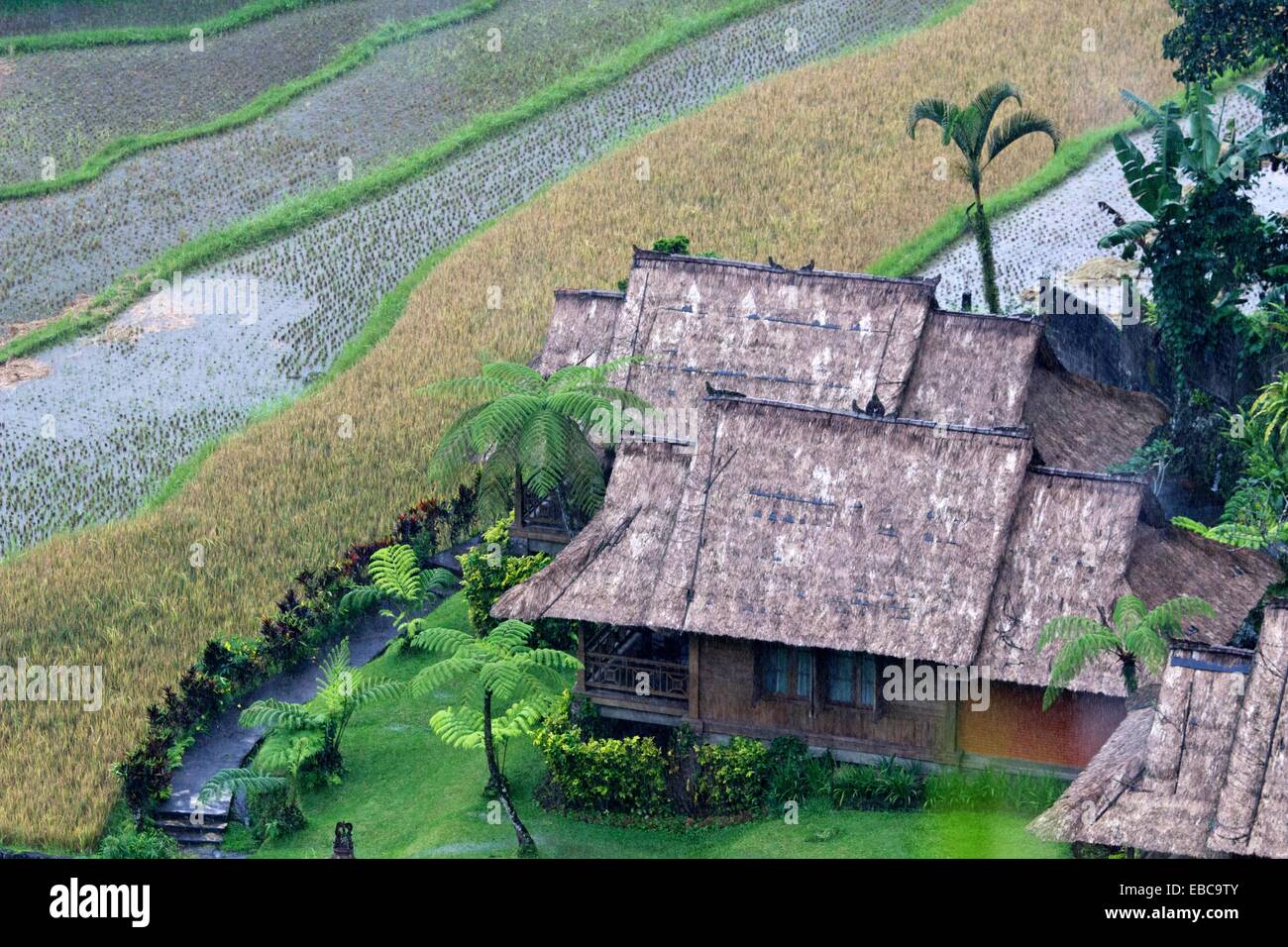 Pacung rice terraces, Bali Stock Photo - Alamy