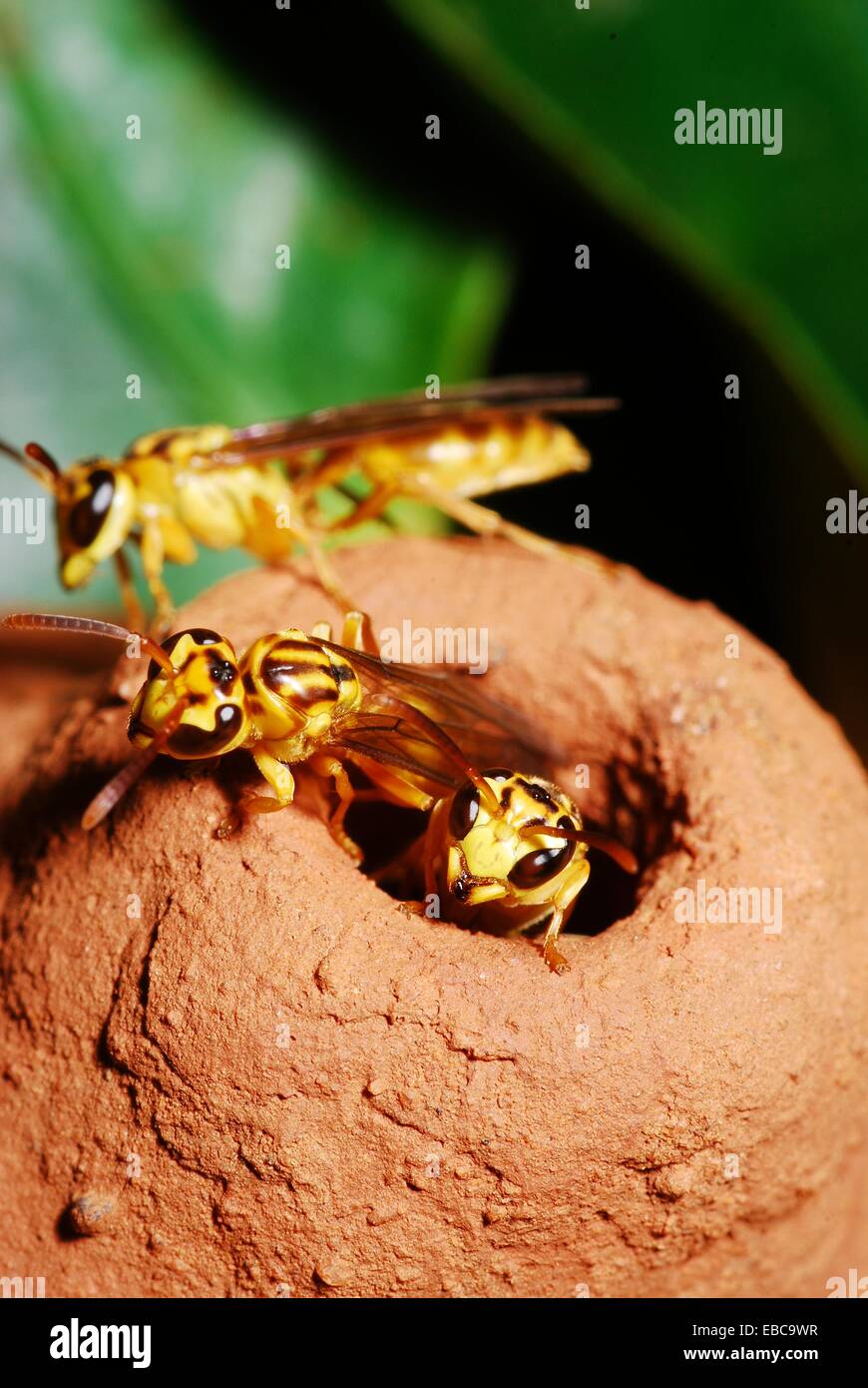 Brazilian Predatory Wasps