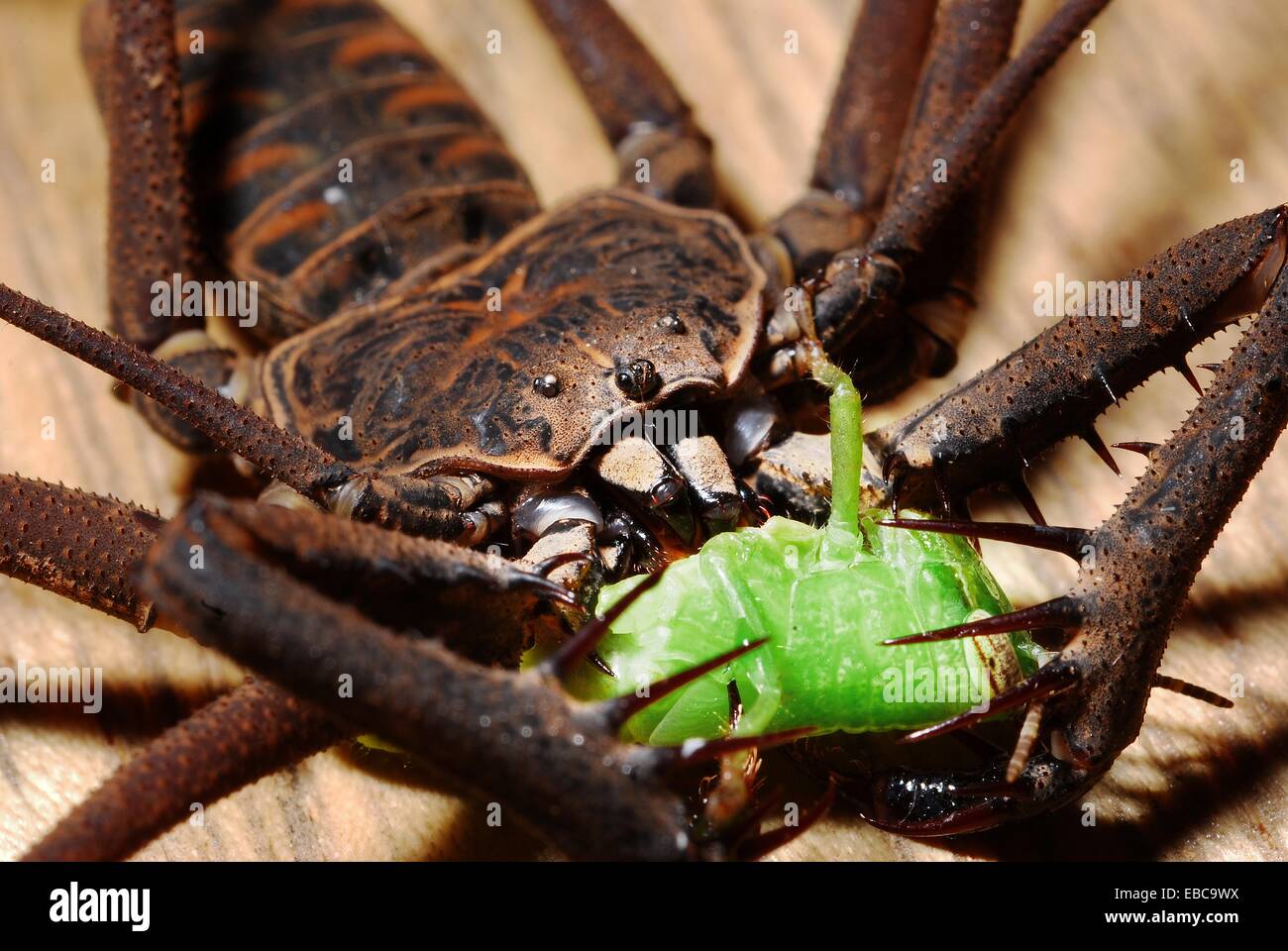 Spider Eating Stock Photos & Spider Eating Stock Images - Alamy