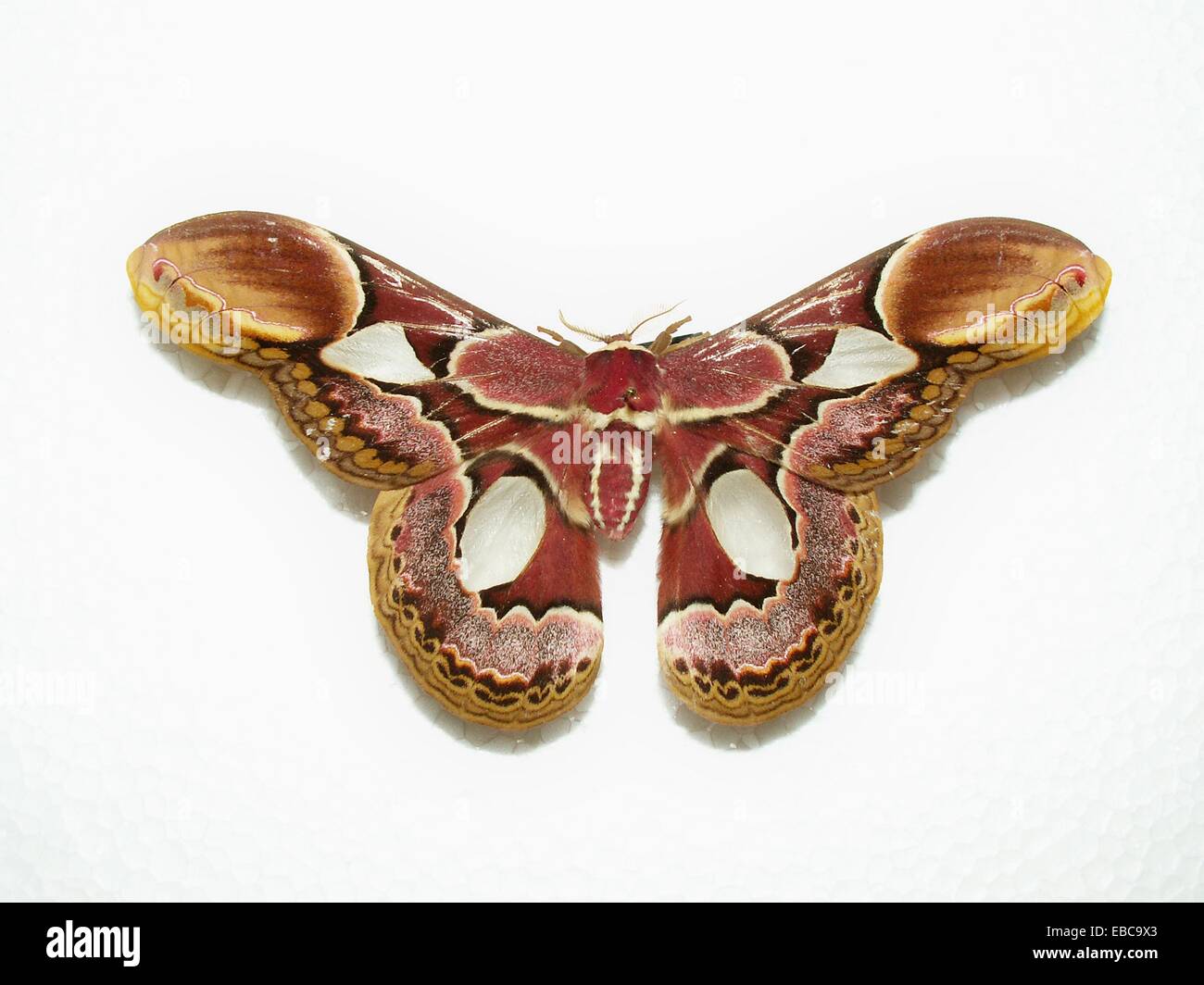 Giant Silkworm High Resolution Stock Photography and Images - Alamy