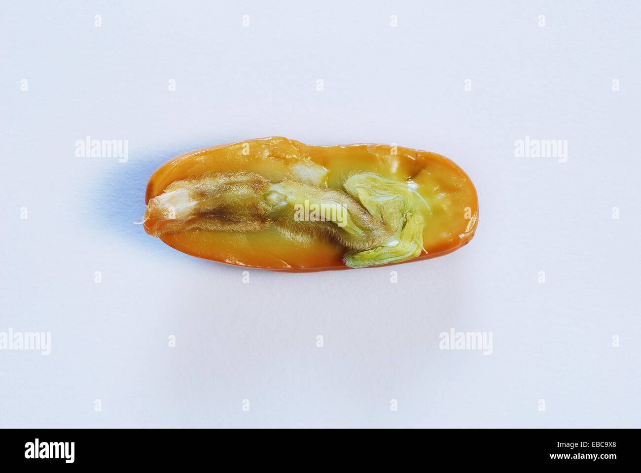 Inga Edulis High Resolution Stock Photography and Images - Alamy