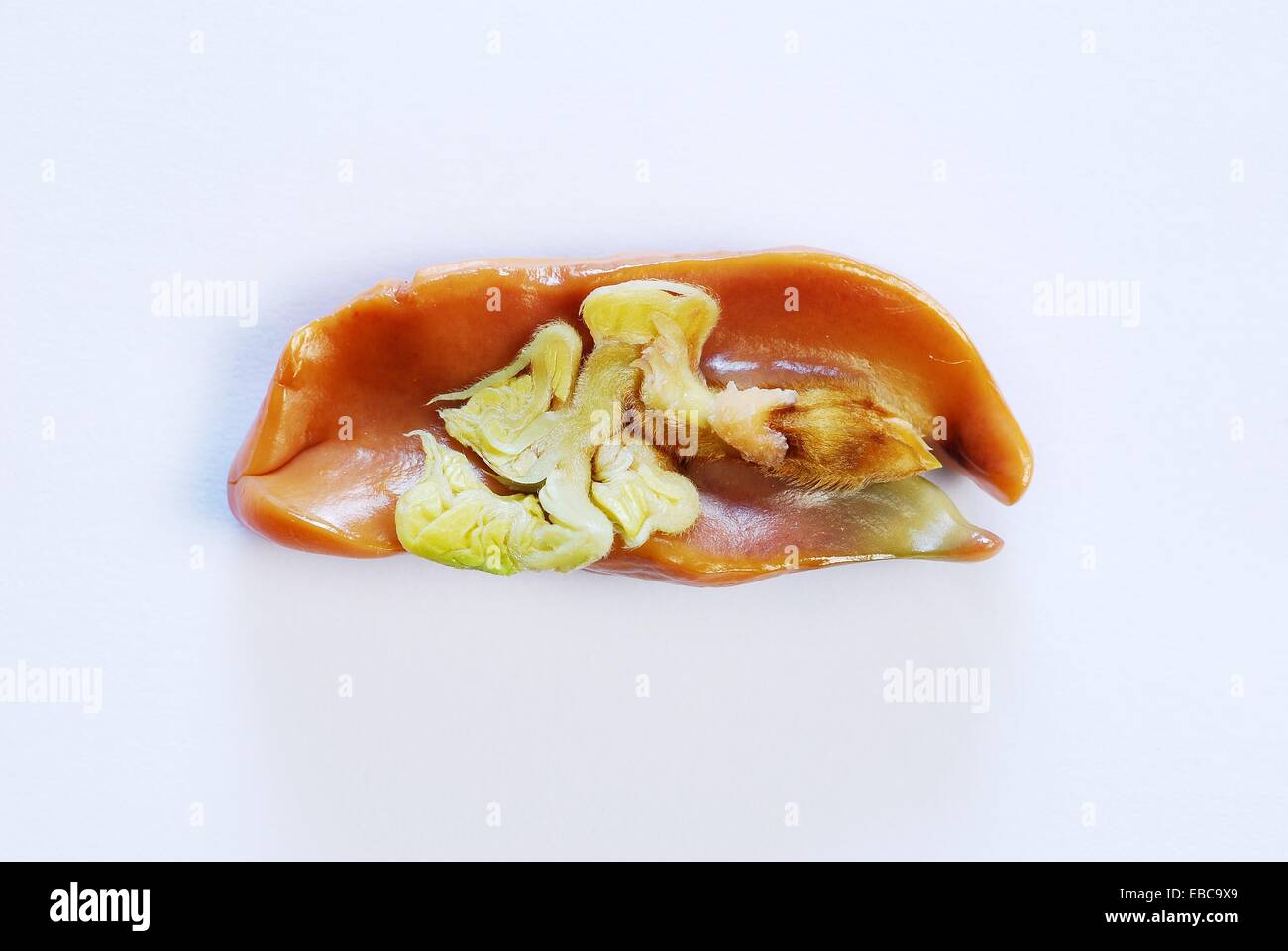 Inga Edulis High Resolution Stock Photography and Images - Alamy