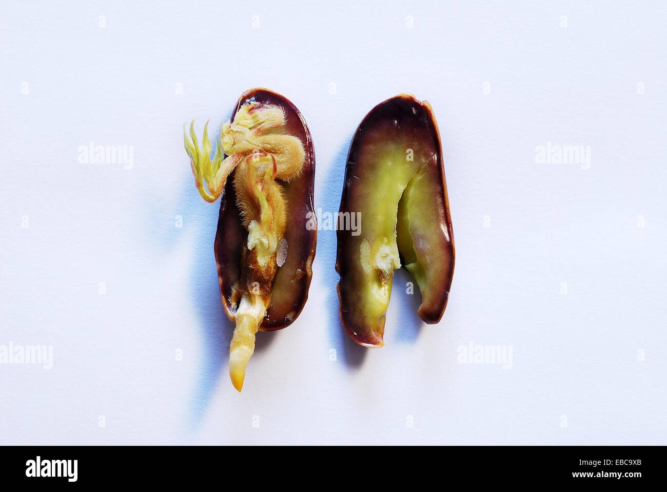 Dicot Stock Photos & Dicot Stock Images - Alamy