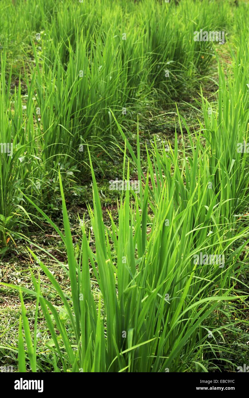 Upland Rice High Resolution Stock Photography and Images - Alamy
