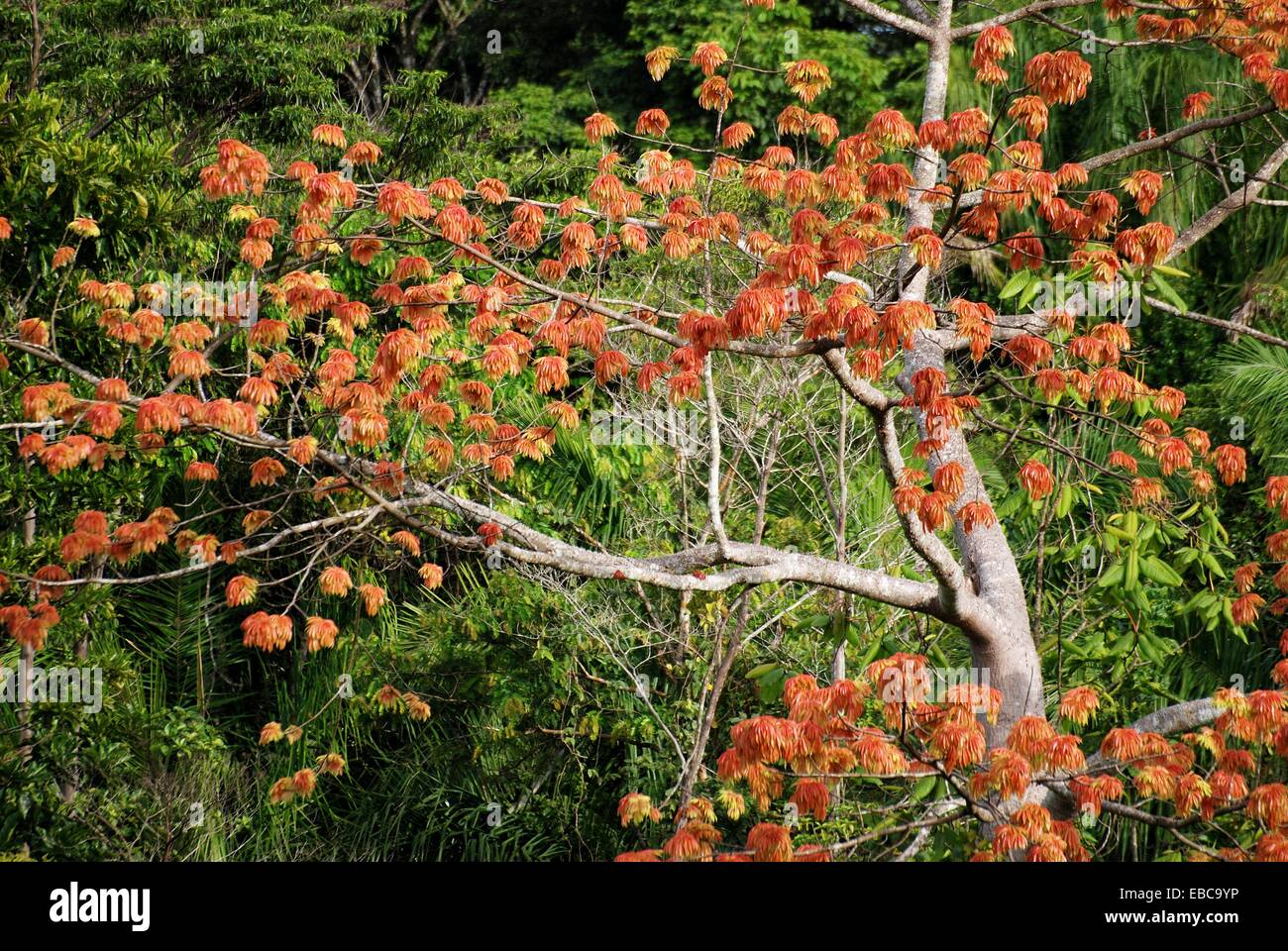 Sumauma Tree Stock Photos & Sumauma Tree Stock Images - Alamy