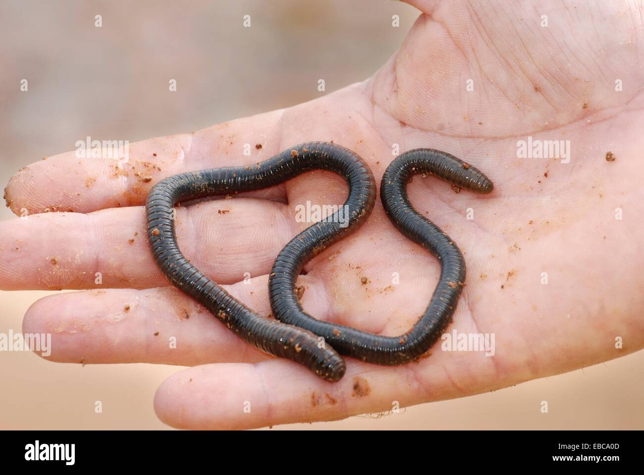 Up To 50cm High Resolution Stock Photography and Images - Alamy