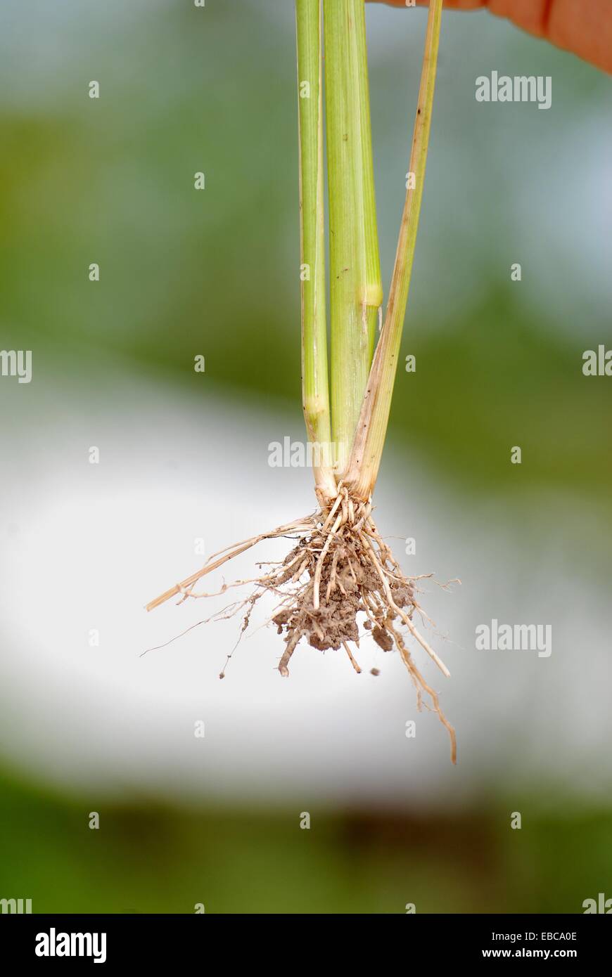 Fibrous Root System High Resolution Stock Photography and Images - Alamy