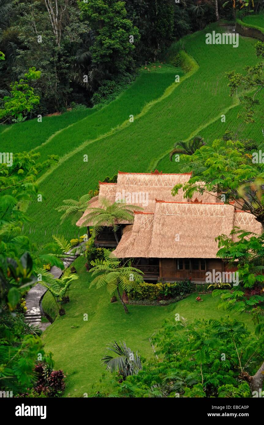 Pacung rice terraces hi-res stock photography and images - Alamy
