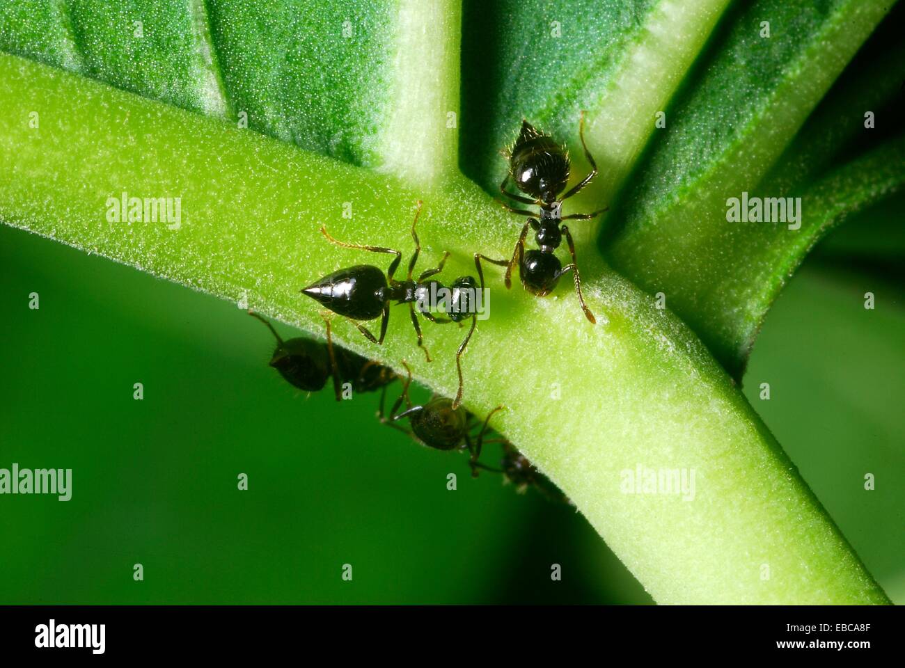 Nectary Stock Photos & Nectary Stock Images - Alamy