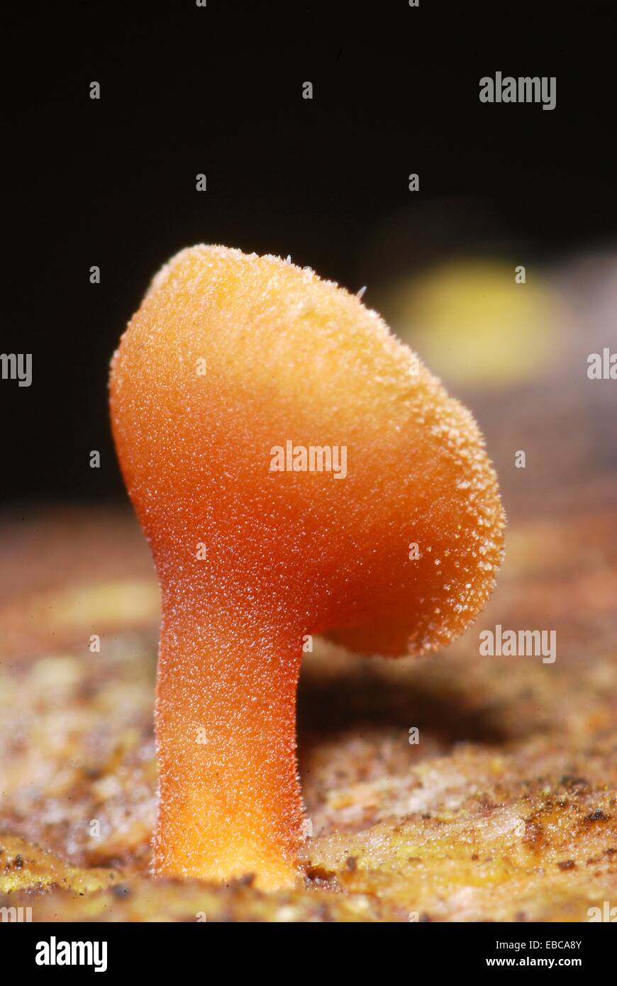 Ascus Stock Photos & Ascus Stock Images - Alamy