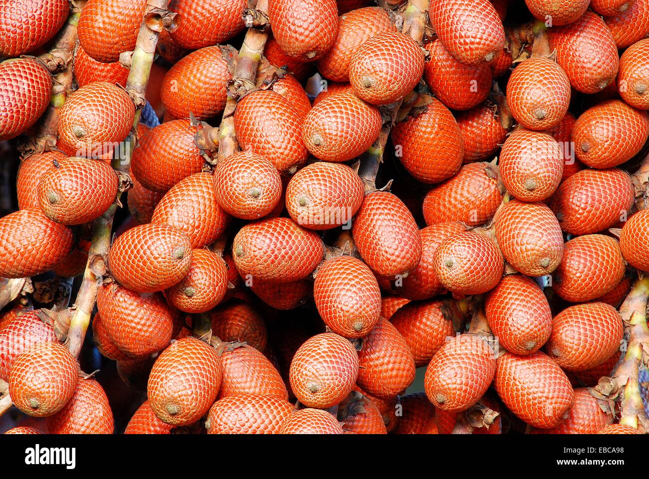Mauritia Flexuosa Stock Photos & Mauritia Flexuosa Stock Images - Alamy