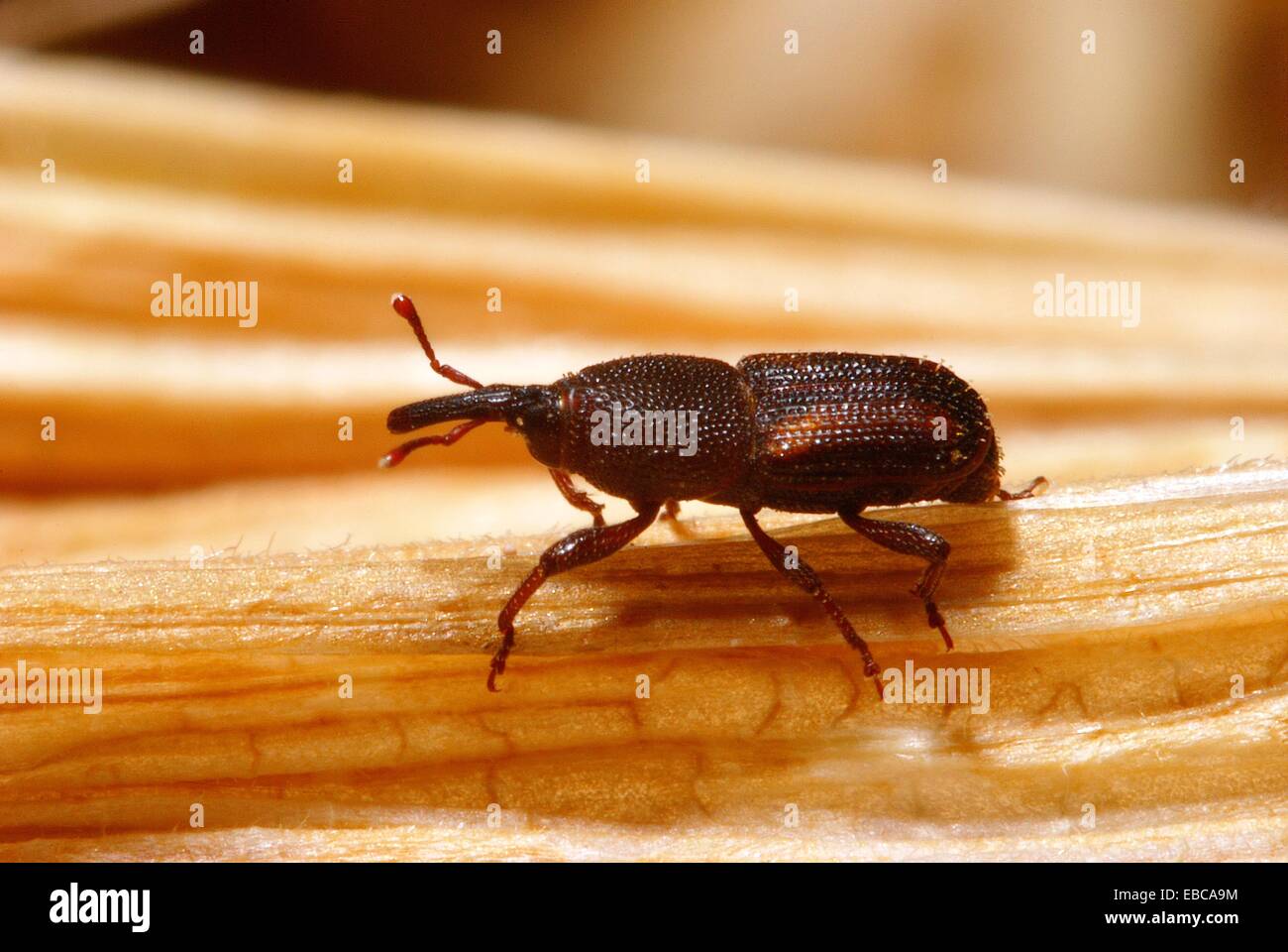 Sitophilus High Resolution Stock Photography and Images - Alamy