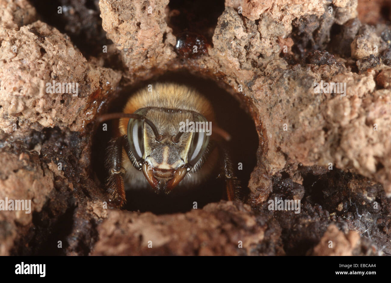 Stingless Bee Stock Photos & Stingless Bee Stock Images - Alamy