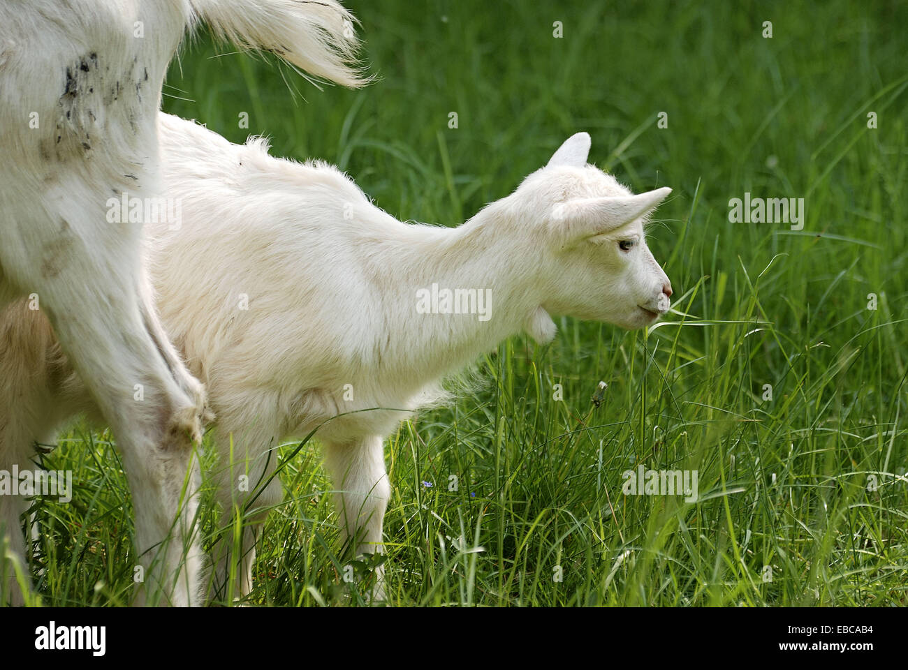 Caprinae High Resolution Stock Photography and Images - Alamy