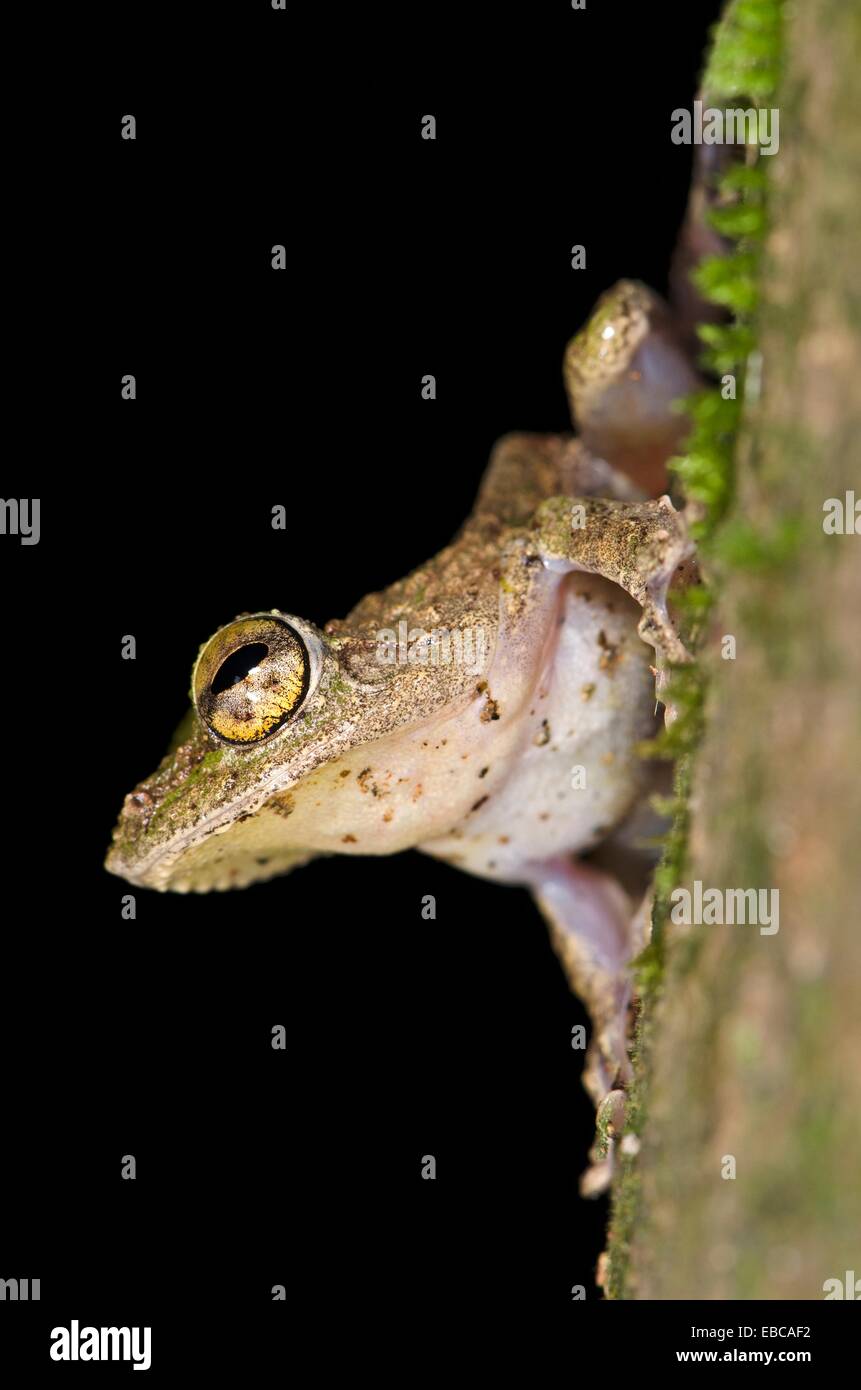 Tree frog. Image taken at Matang Family Park, Sarawak, Malaysia Stock ...