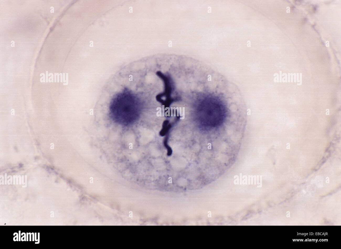 Mitosis Metaphase Stock Photos & Mitosis Metaphase Stock Images - Alamy