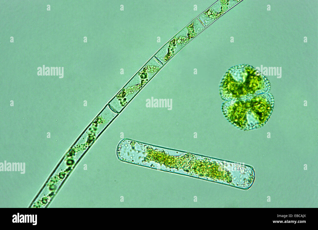 Cosmarium Stock Photos & Cosmarium Stock Images - Alamy