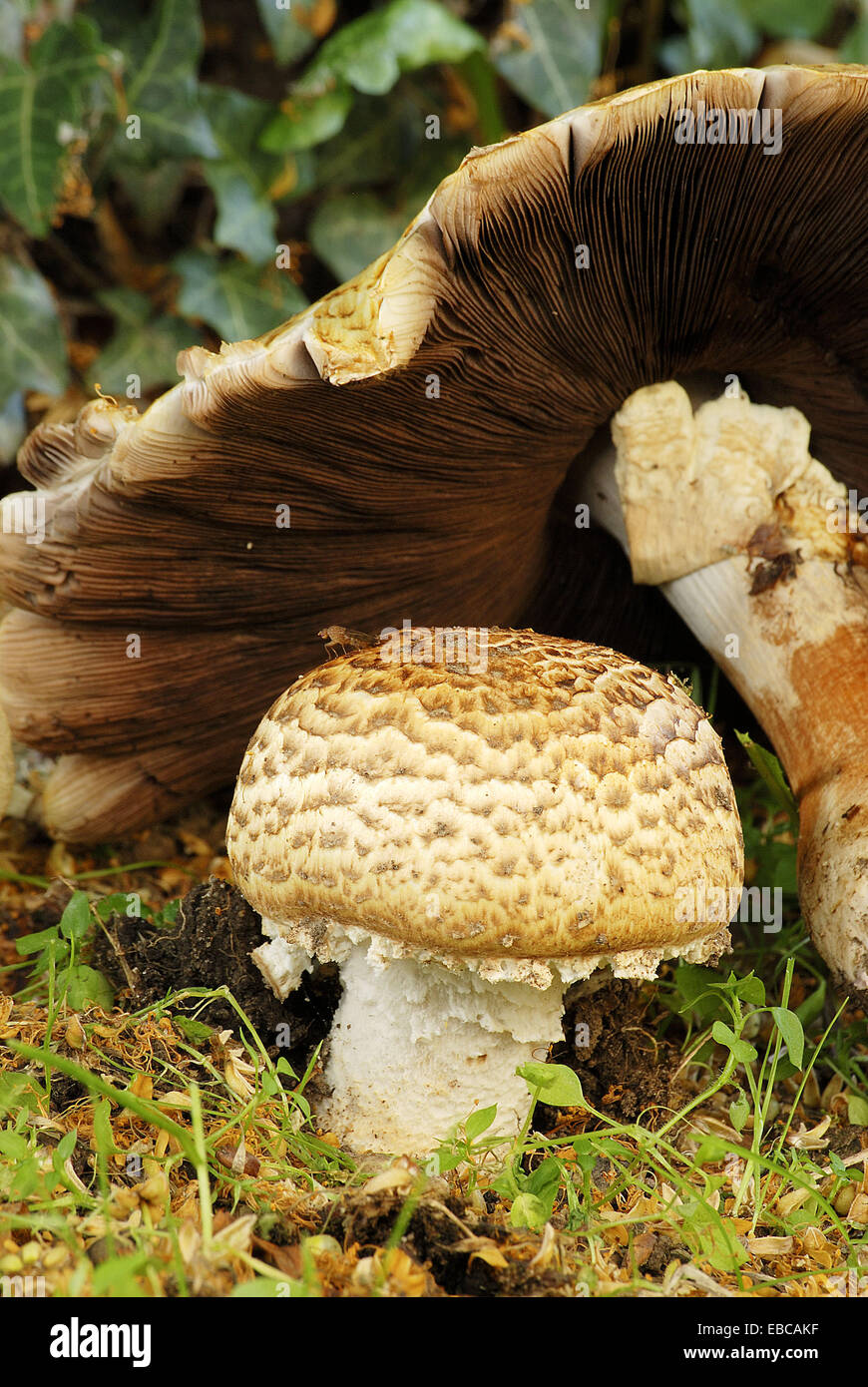 Agaricus Augustus Stock Photos & Agaricus Augustus Stock Images - Alamy