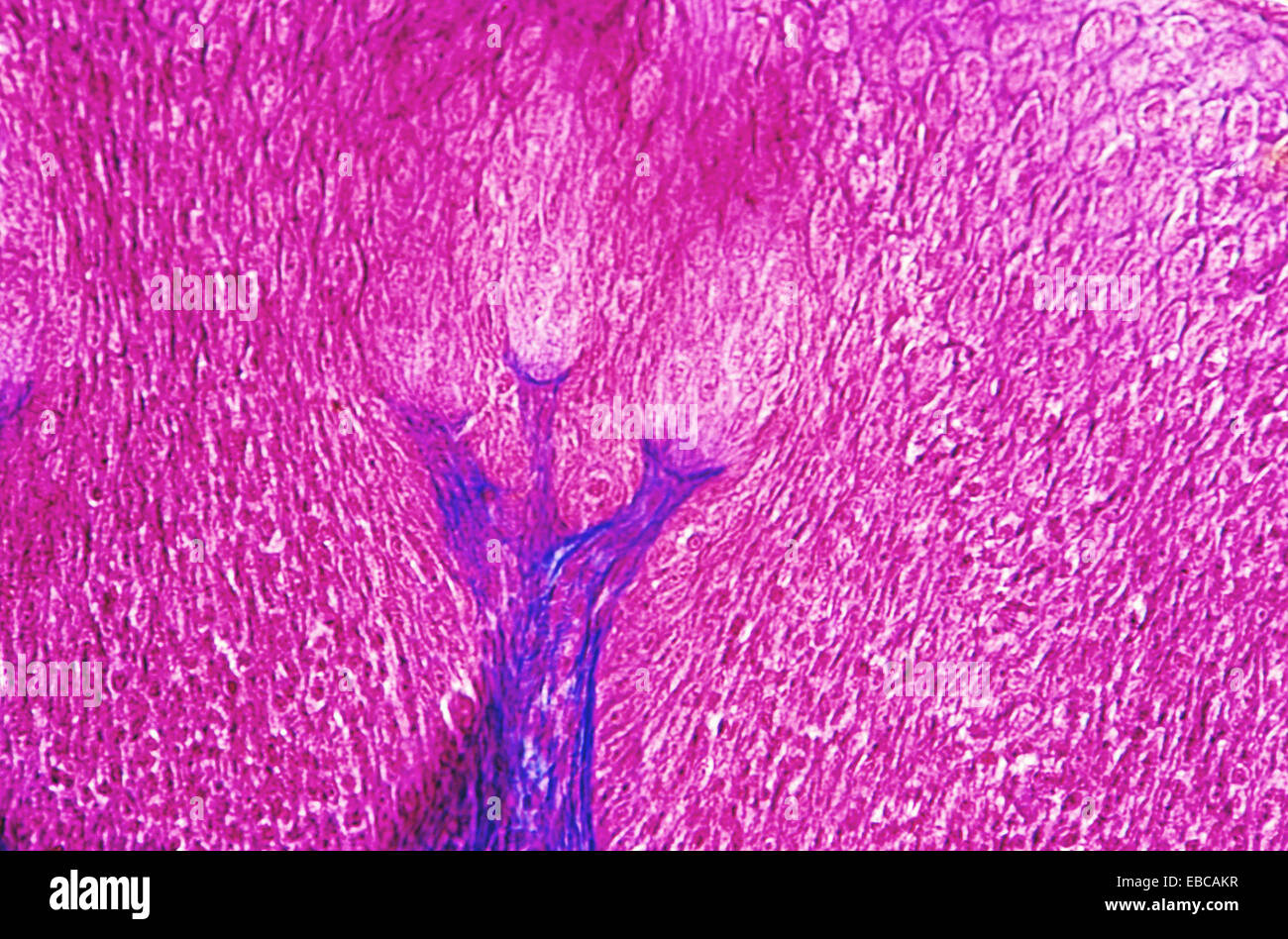 Microscope Fish High Resolution Stock Photography and Images - Alamy