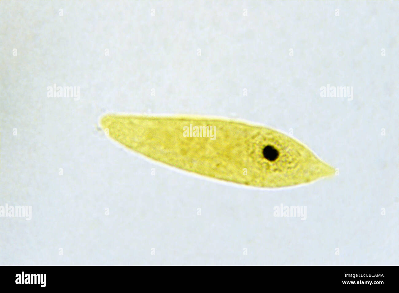 Plant Asexual Reproduction High Resolution Stock Photography and Images ...